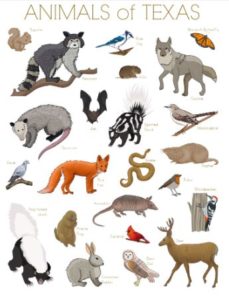 Wolf Rank Adventures - Adventure CUBS